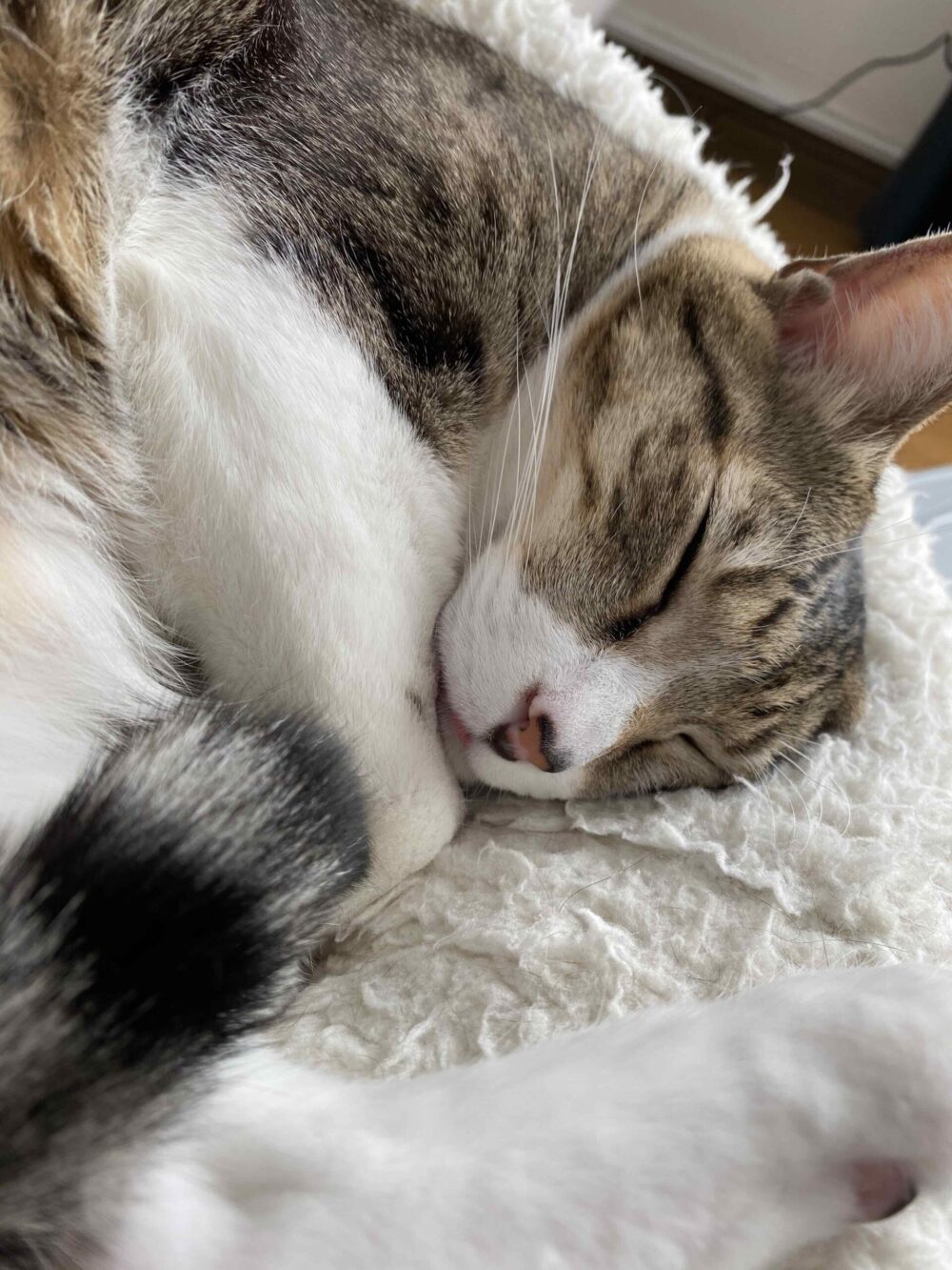 CLASS101＋（プラス）は大人におすすめ？評判は？実際に試してみた感想【趣味のサブスク】 | 癒やしアンテナ